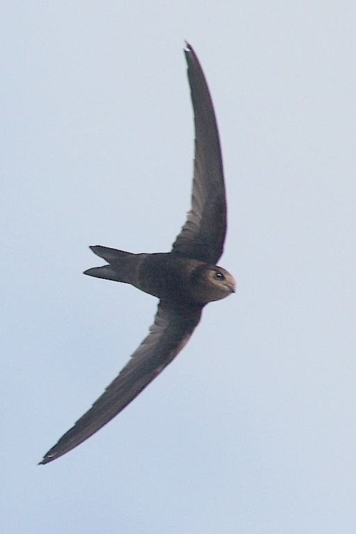 Action for Swifts: A Swift fix in Lanzarote
