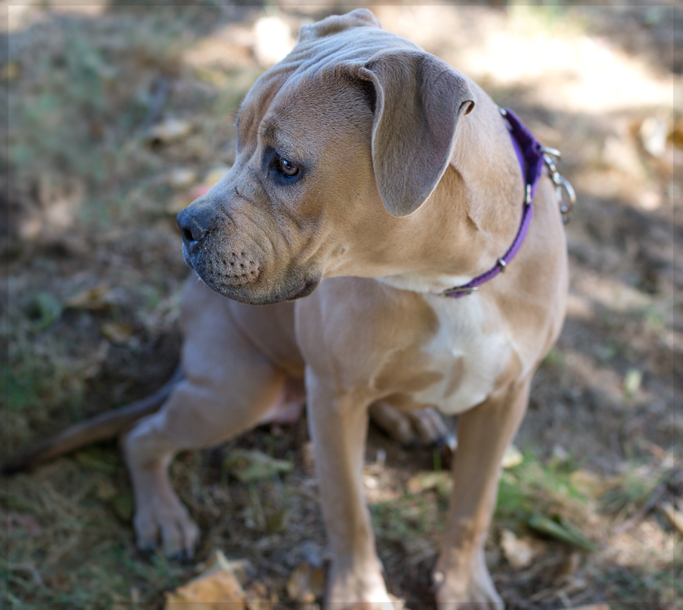 Shelter Dogs of Portland: "SECURA" shy and adorable taupe Pitbull