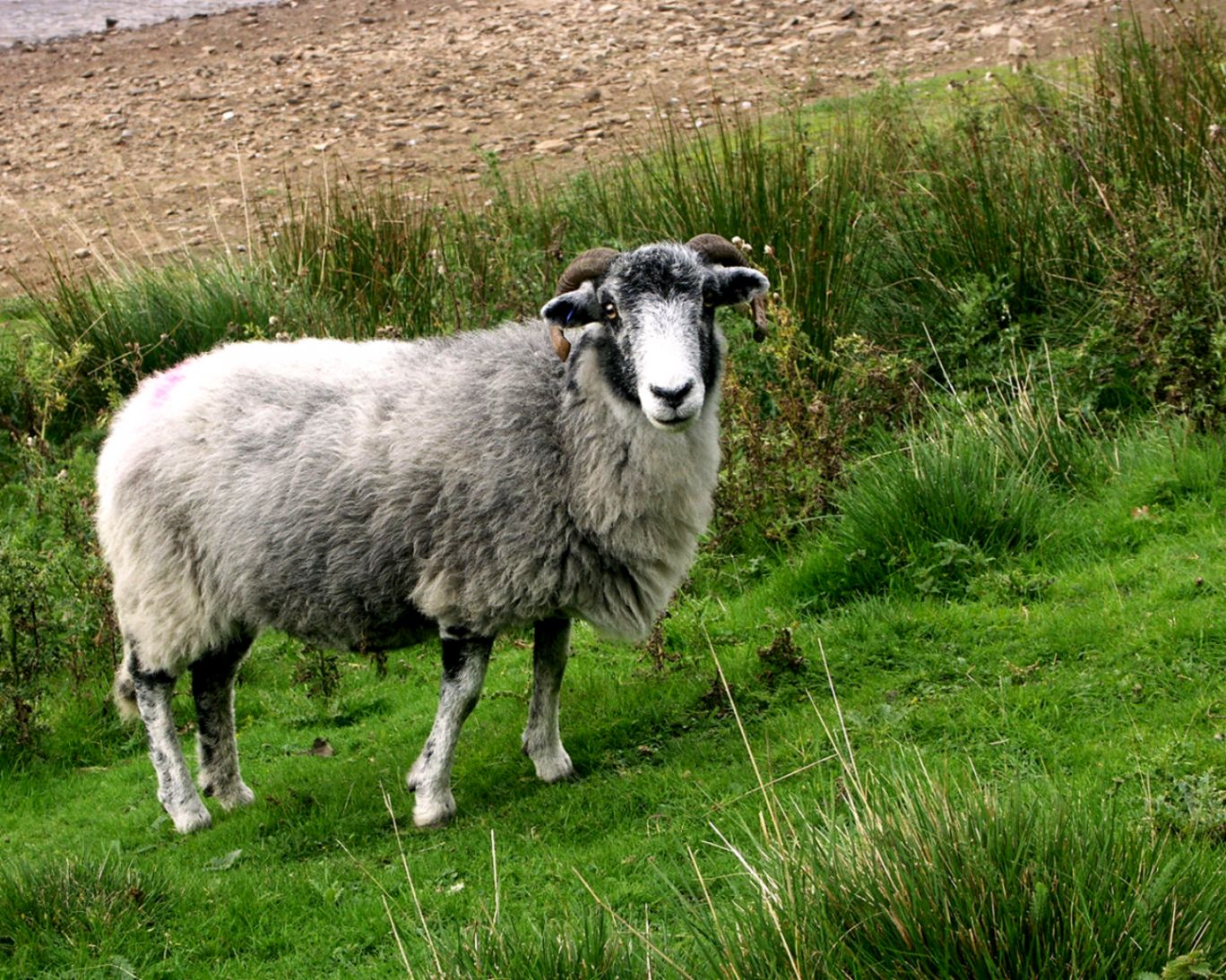 Sheep Hd Wallpaper | Best Wallpapers HD Gallery