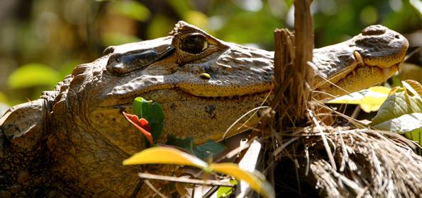 El Paraíso ~ Honduras