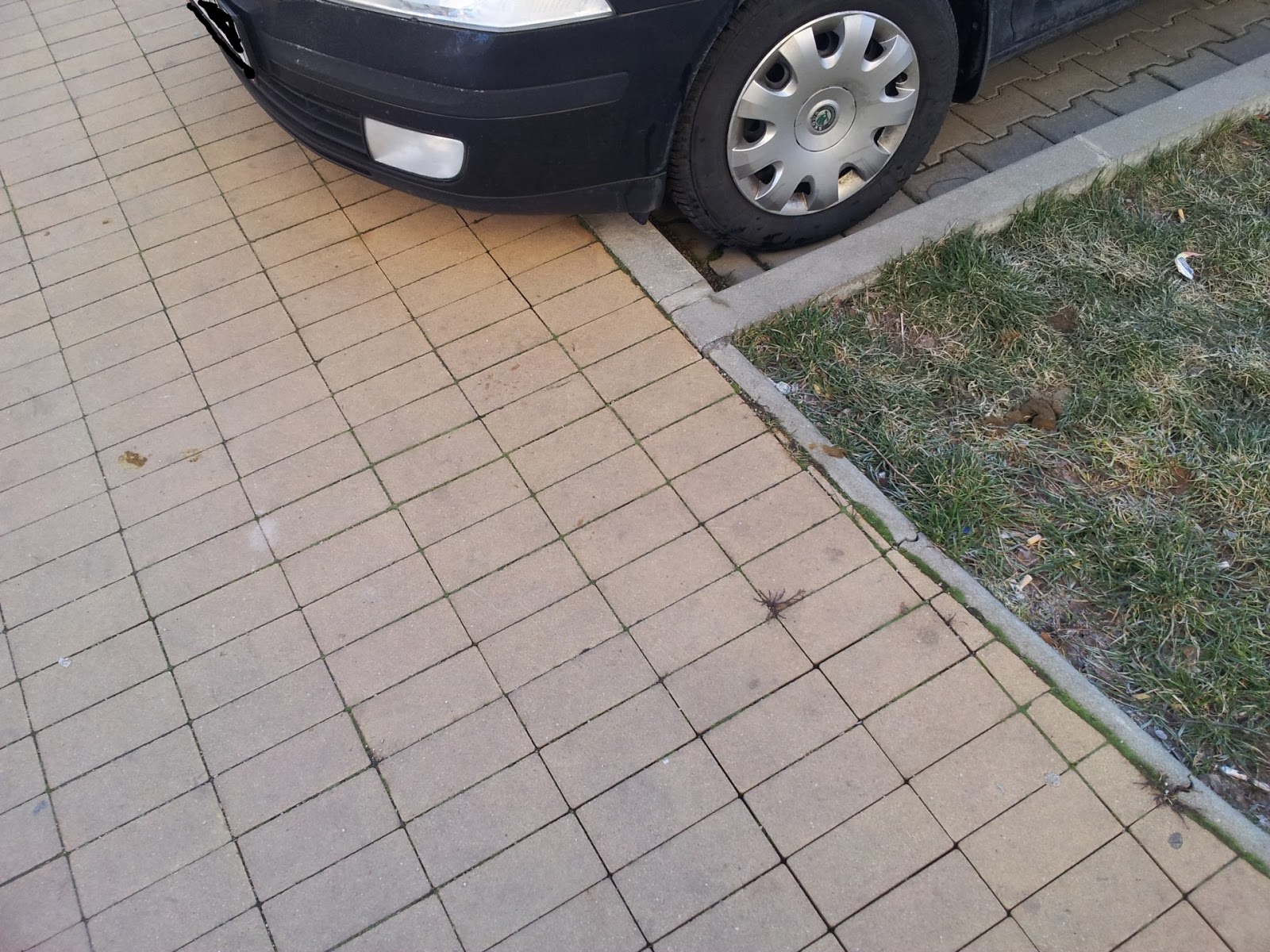 TRNAVA - fotky a texty zo života v tomto meste: Psie hovná pri ...