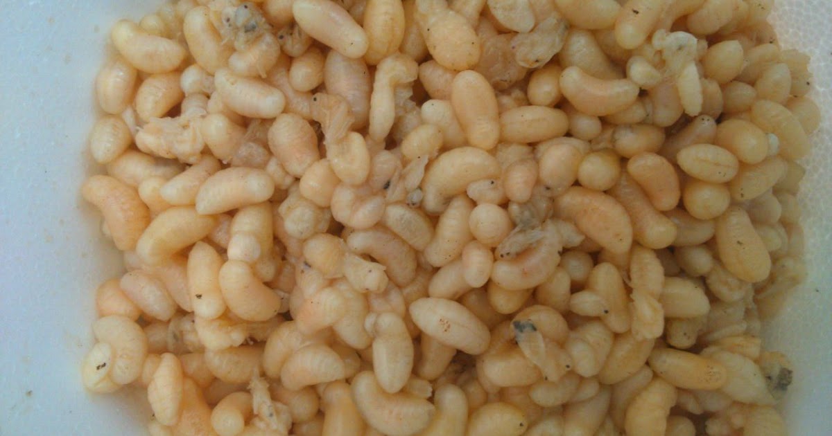 El cuexcomate: Un manjar prehispánico: Los escamoles