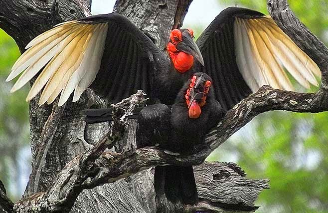 Tierra de Calaos y del Martín pescador: Cálao terrestre sureño ...