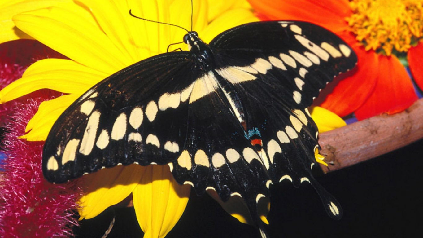 Kaliteli Kelebek HD Resimler ~ Resimler Diyarına Hoşgeldiniz