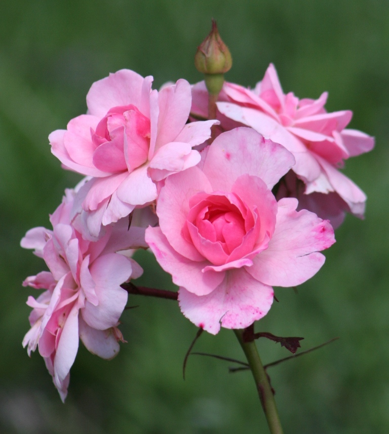 Our Garden Journal: Our First Spring Roses