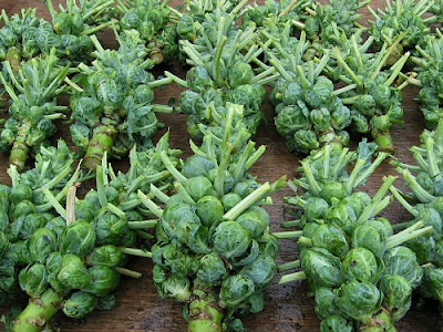 HOW TO GROW BRUSSELS SPROUTS FROM SEED |The Garden of Eaden
