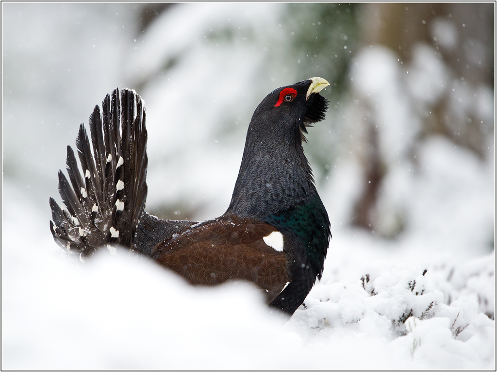 TOM DYRING WILDPHOTO / NN: TIUR MED HJELP FRA OVEN / CAPERCAILLIES WITH ...