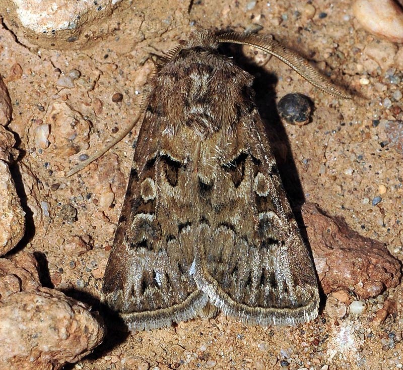 Agrotis - JungleKey.fr Image #100