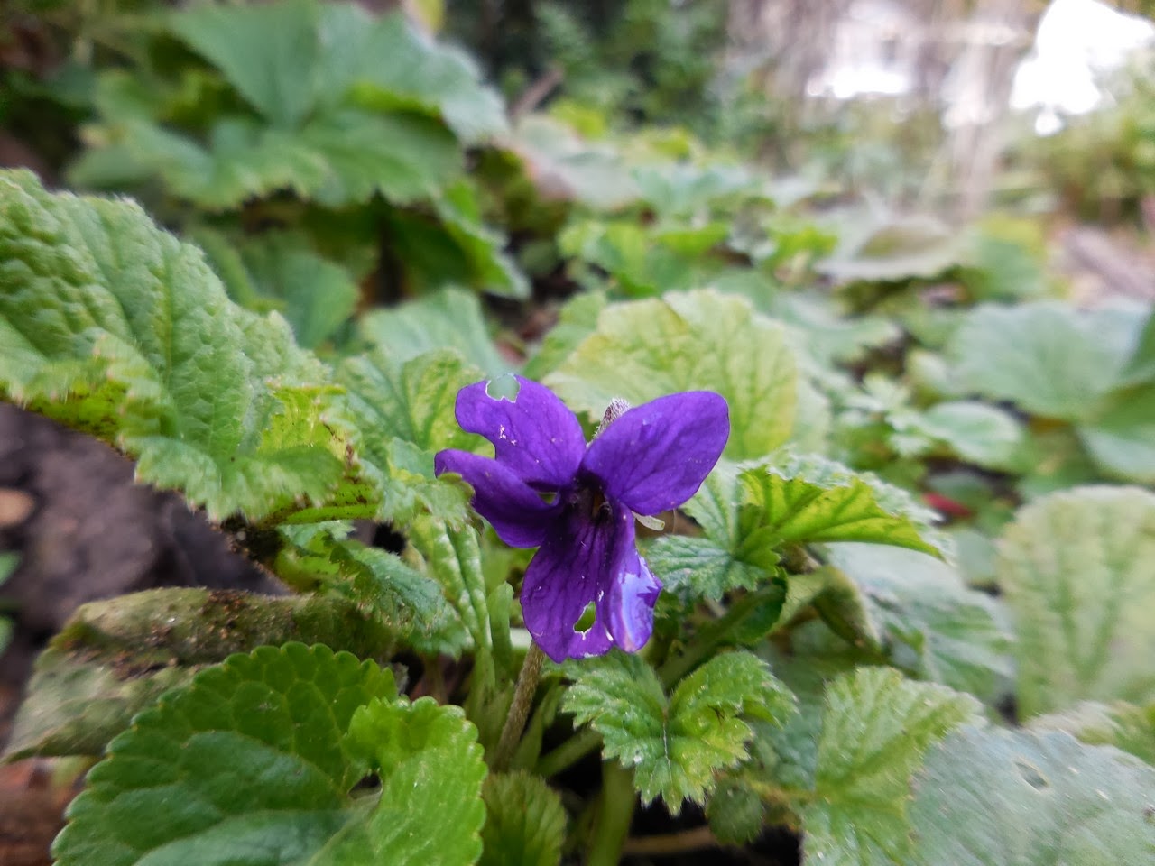 Cagouille's Garden : Le club des cinq : floraisons de janvier