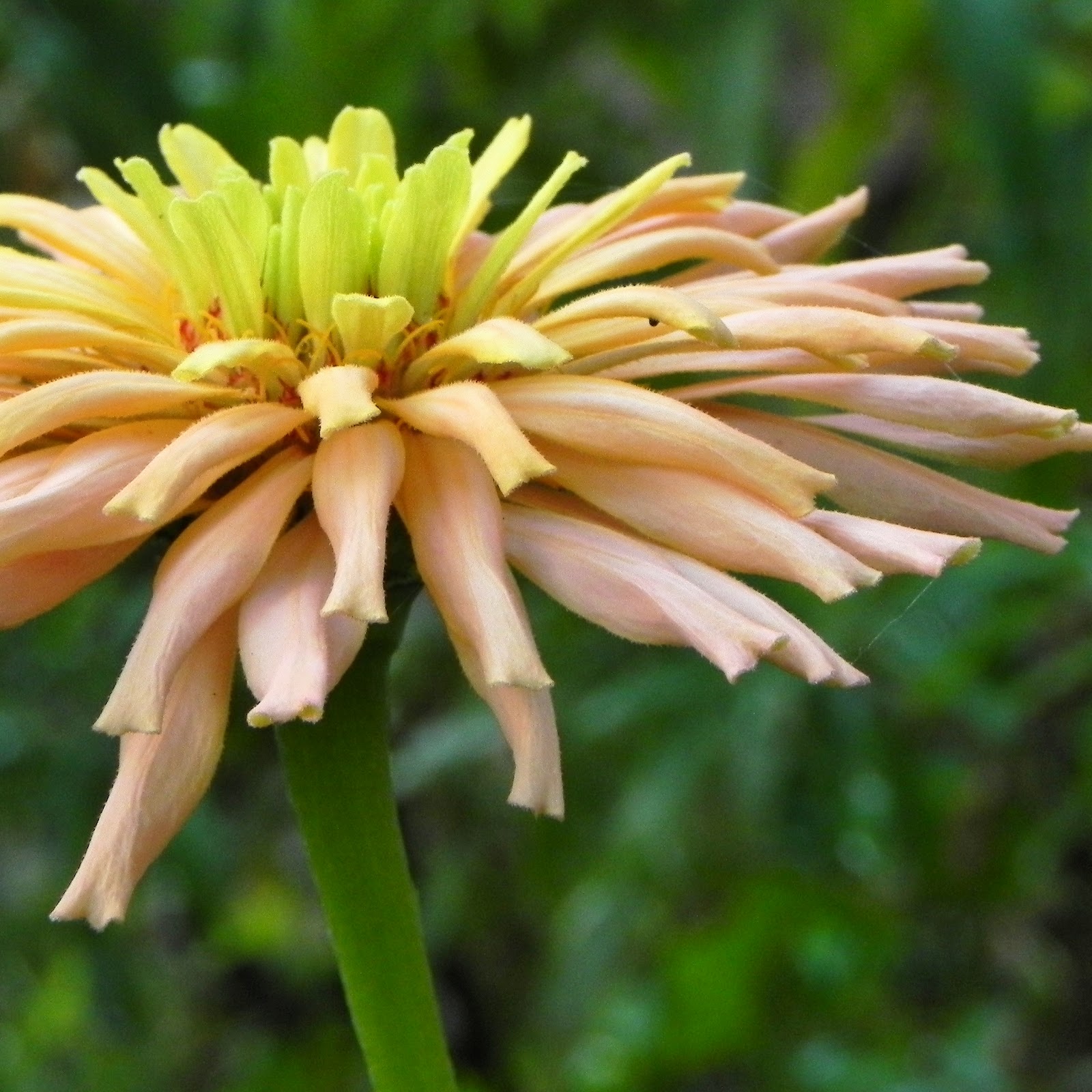 Power of the Flower: Today in the Garden....Late Fall Zinnias and ...
