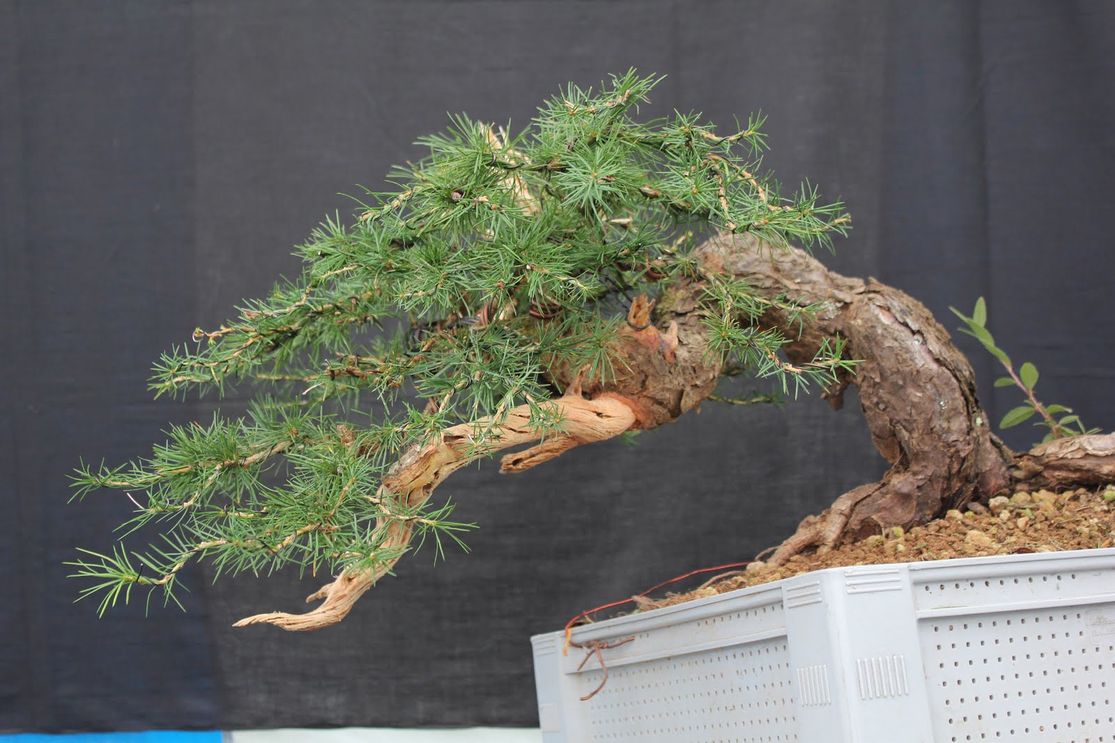 wildwoodbonsai: Lones Larch at Bonsai Nan Kai Denmark 2010