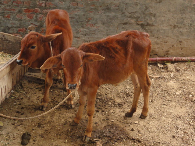 HEALTH: SAHIWAL COW CALF