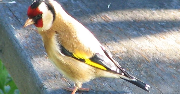 Plants, insects and animals: Goldfinch
