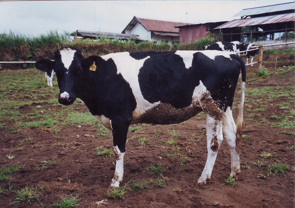 Jual Alat Peternakan dan Kesehatan Hewan: Sapi Perah