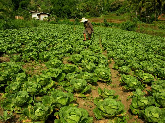 mybeautifulILOILO: BUCARI: The Freshness and Vastness of Leon