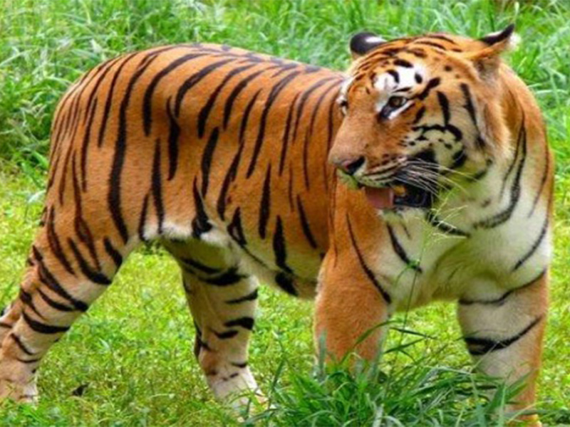 Nature Is Always Beautiful: Melghat Tiger Reserve Safari - Wildlife ...