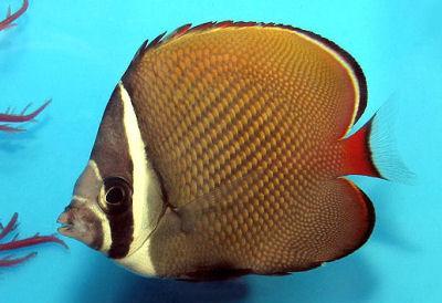 D' Ocean Aquarium: Ikan Kepe kepe (Butterfly Fish)