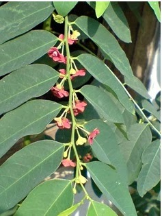 Khasiat dan Manfat Daun Katuk - G-Spot Healthy Living