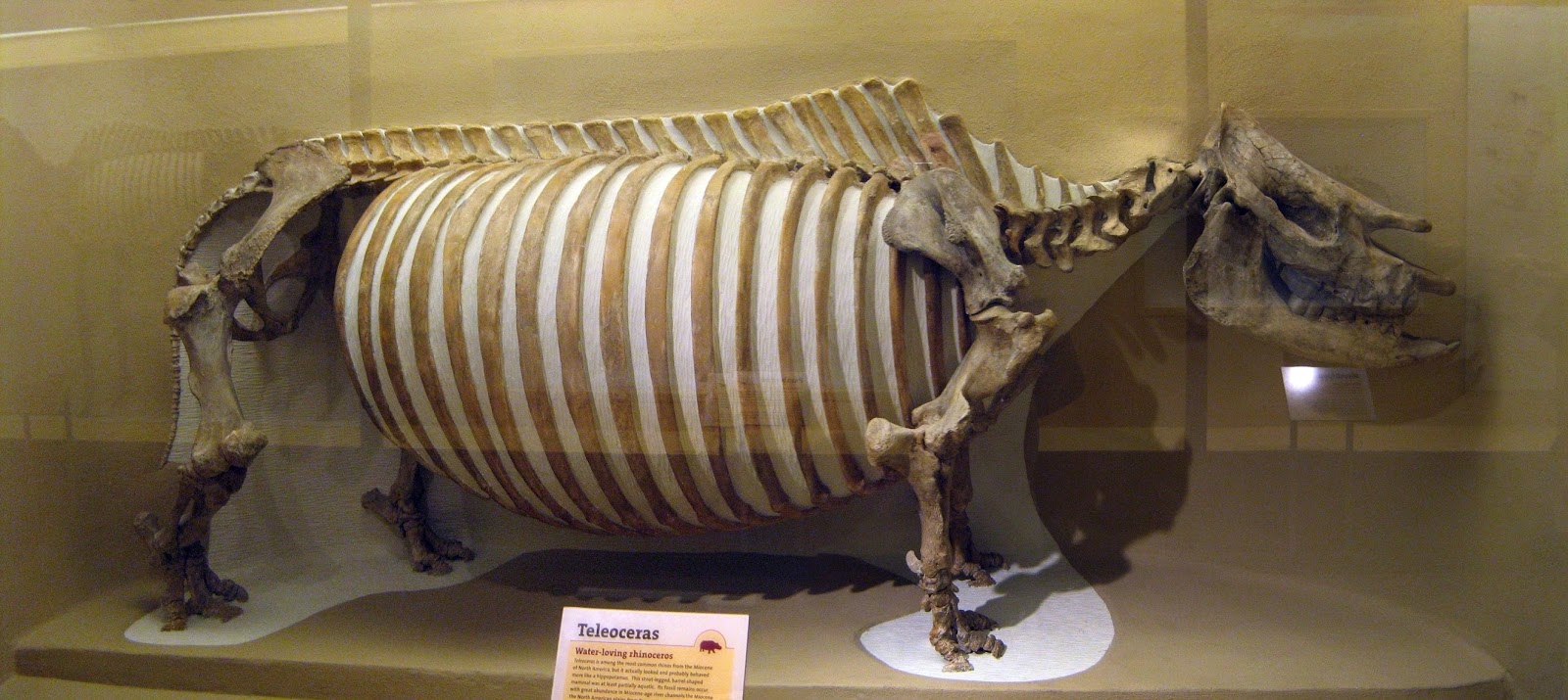 El rinconcito del pequeño naturalista: El rincón de los documentales