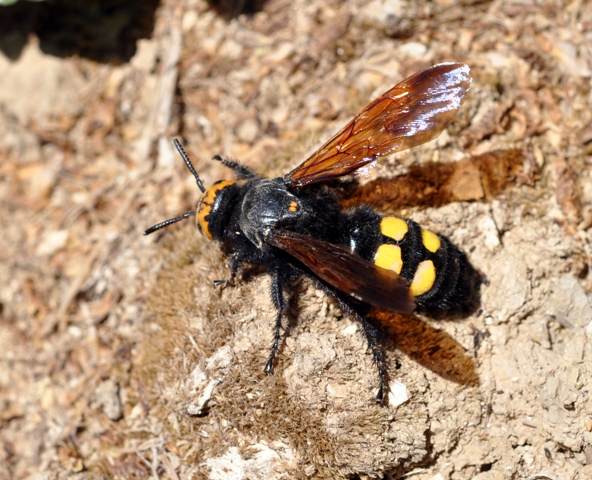 Mammoth wasp - Alchetron, The Free Social Encyclopedia