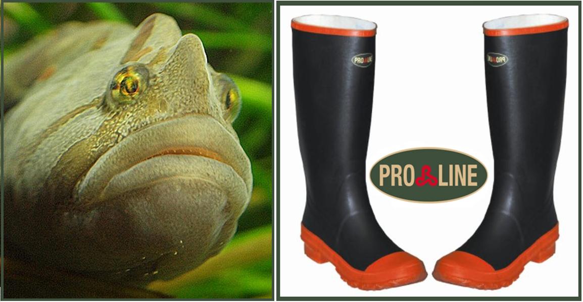 gastronomichael: Stalking the Monkey Faced Eel - Merry Christmas! : san ...