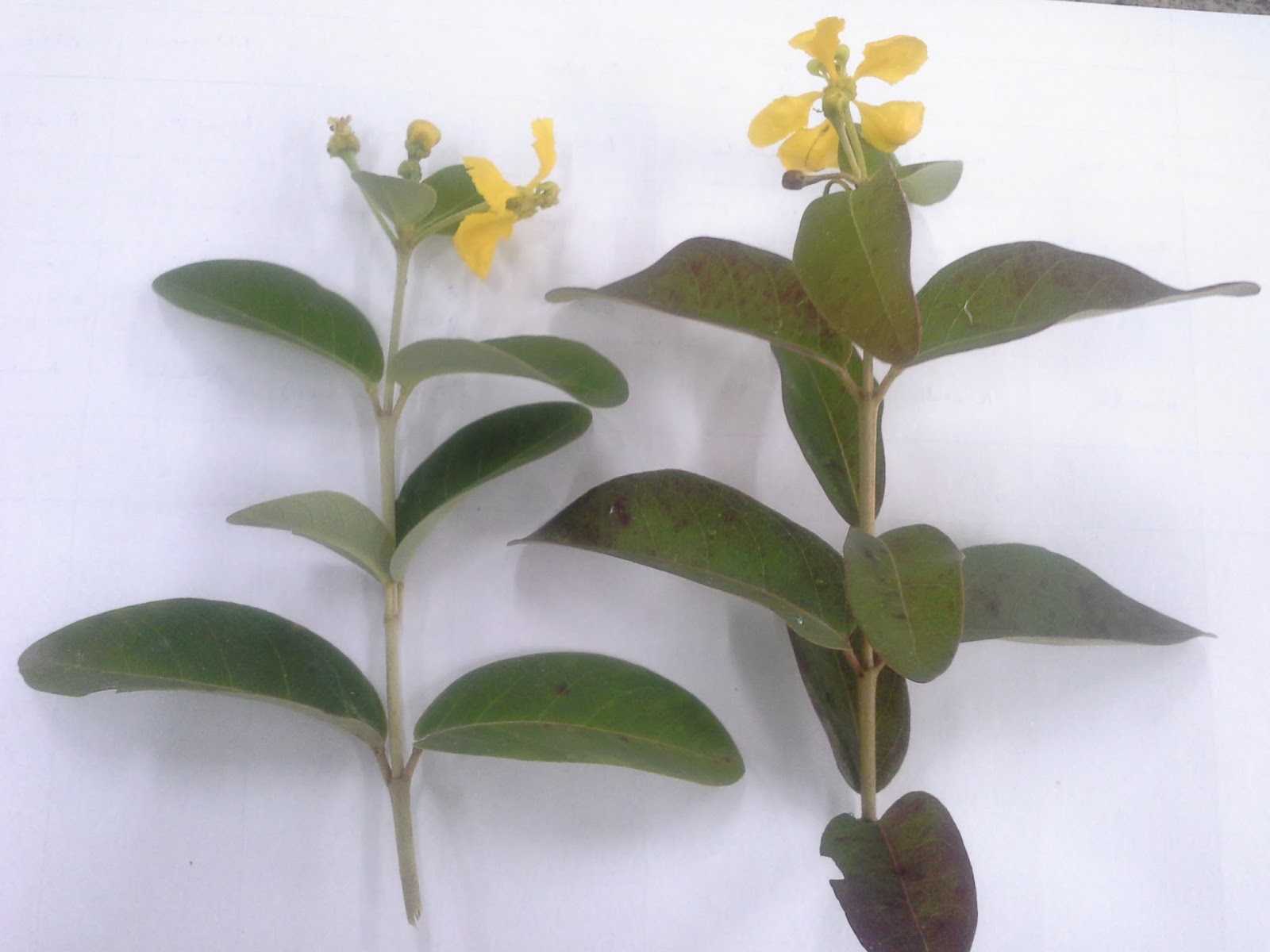 Sistemática Fanerógamas BIO 266 UEFS