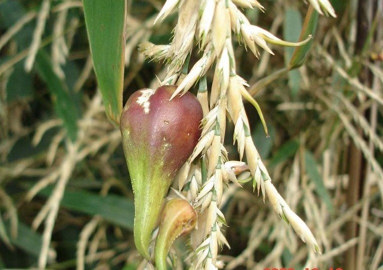 ARTEGUADUA COLOMBIA : una especie de bambú que florece cada 120 años.