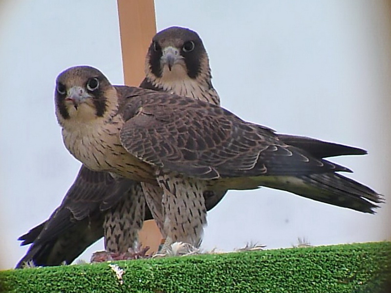 Asociacion Chi de Andalucia: LOS DOS HALCONES