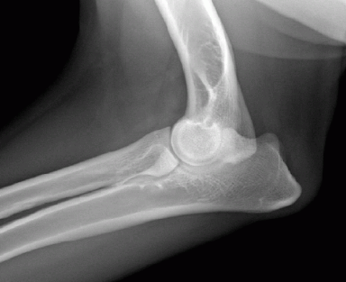 Triangle Veterinary Referral Hospital Blog: Older pets and arthritis