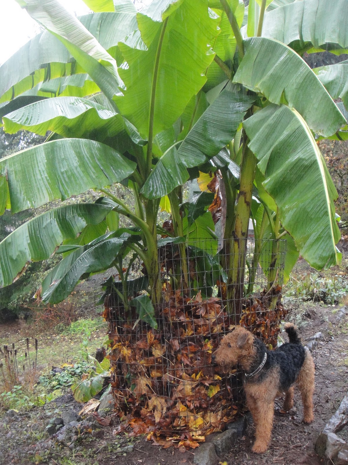 Gardening with Wyatt: Nitey Night Banana Tree
