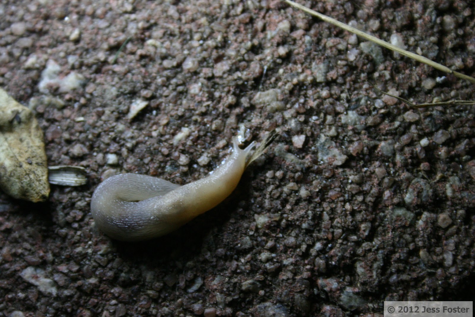 Sluggin' Along: See-Through Slug