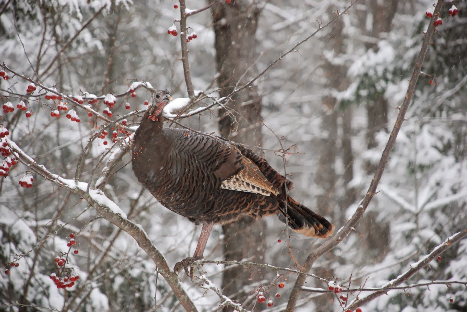 This Week In Pennsylvania Archaeology: Happy Thanksgiving