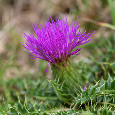 WildlifeTring: Dwarf Thistle