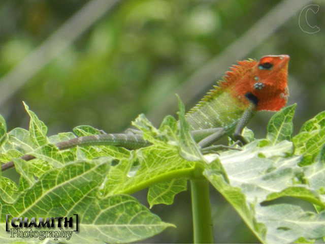 Chamith Chandrasekara - Photography: Green Forest Lizard (Calotes calotes)