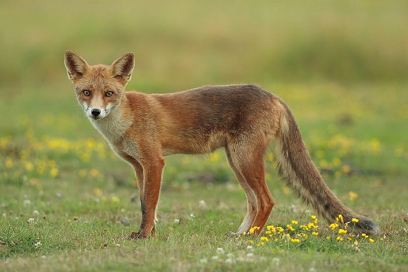 40/30/30: Goupil, vivant cette fois