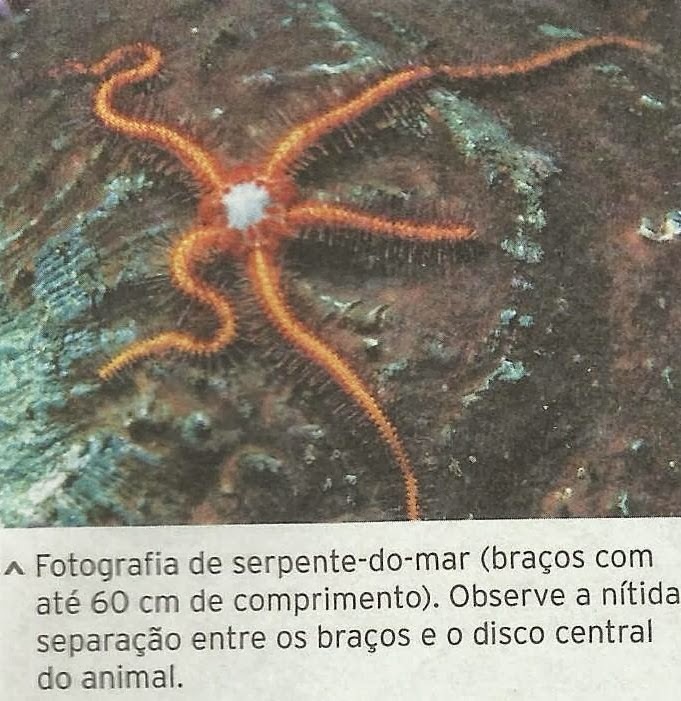 Segundo Ano Biologia: Equinodermos