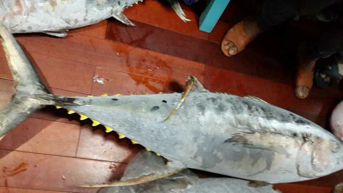 Yellow Fin Tuna Whole Round | Yellowfin Tuna Factory, Indonesia Tuna ...