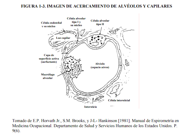 ANATOMIA Y FISIOLOGIA PULMONAR