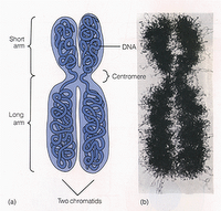 Human Gene Blog: Inheritance of Male Pattern Baldness