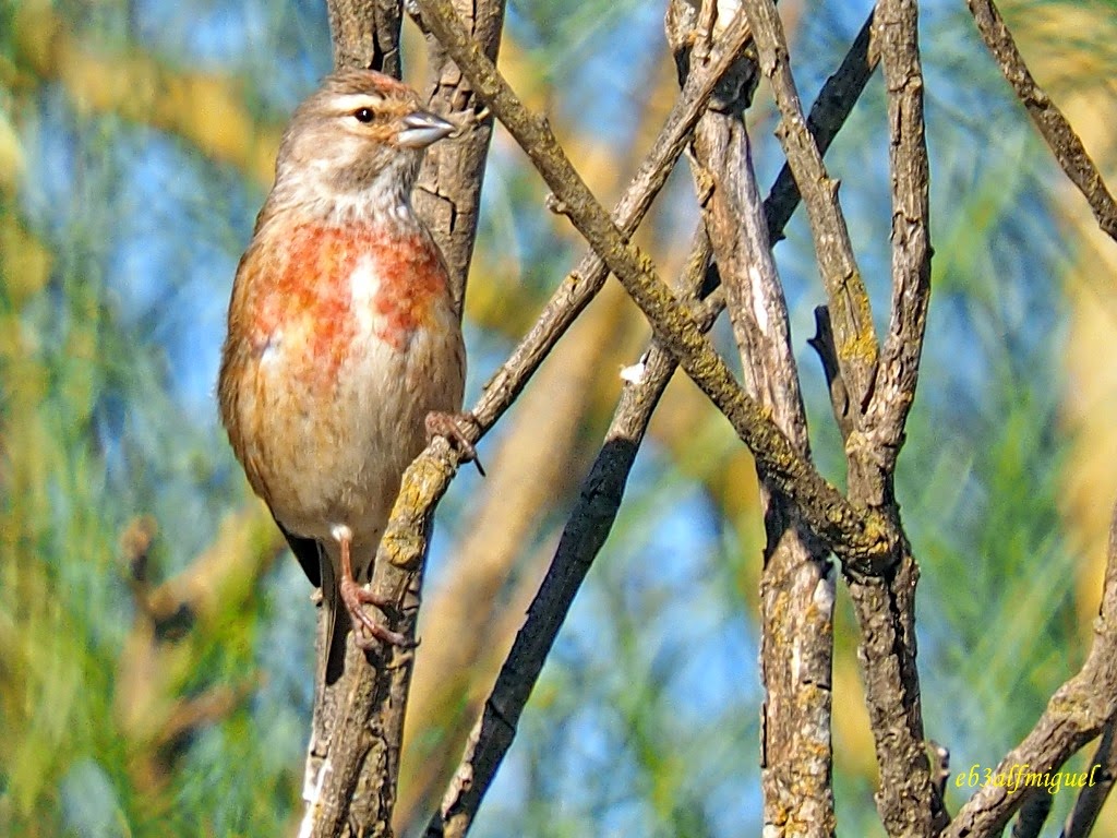 Miguel fotografia: Pardillo común (Carduelis cannabina)