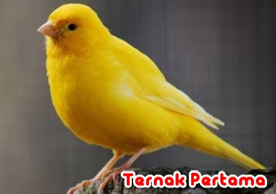 Cara Ternak Kenari Bagi Pemula Lengkap