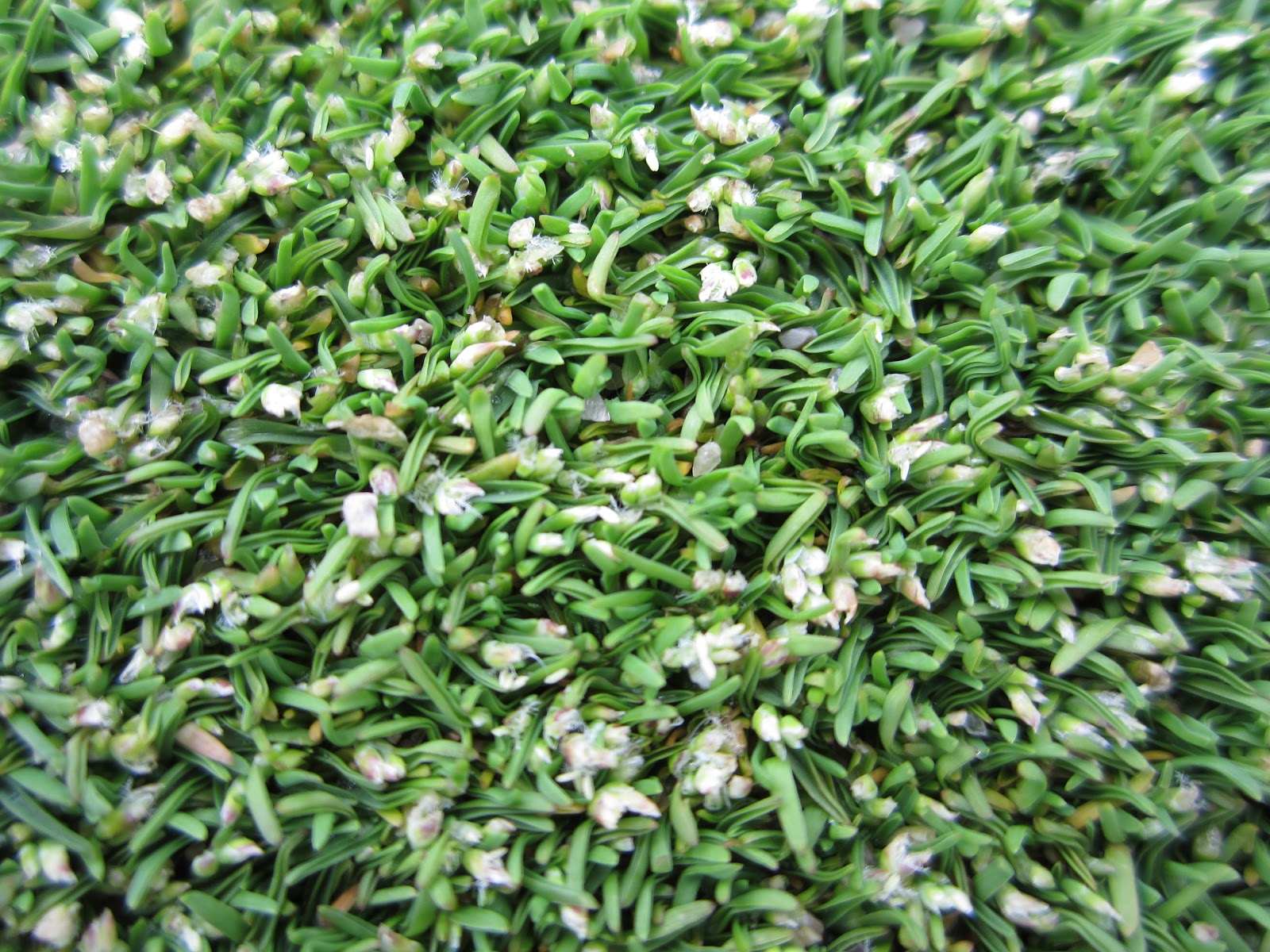 Forest Lake Country Club: May 2012