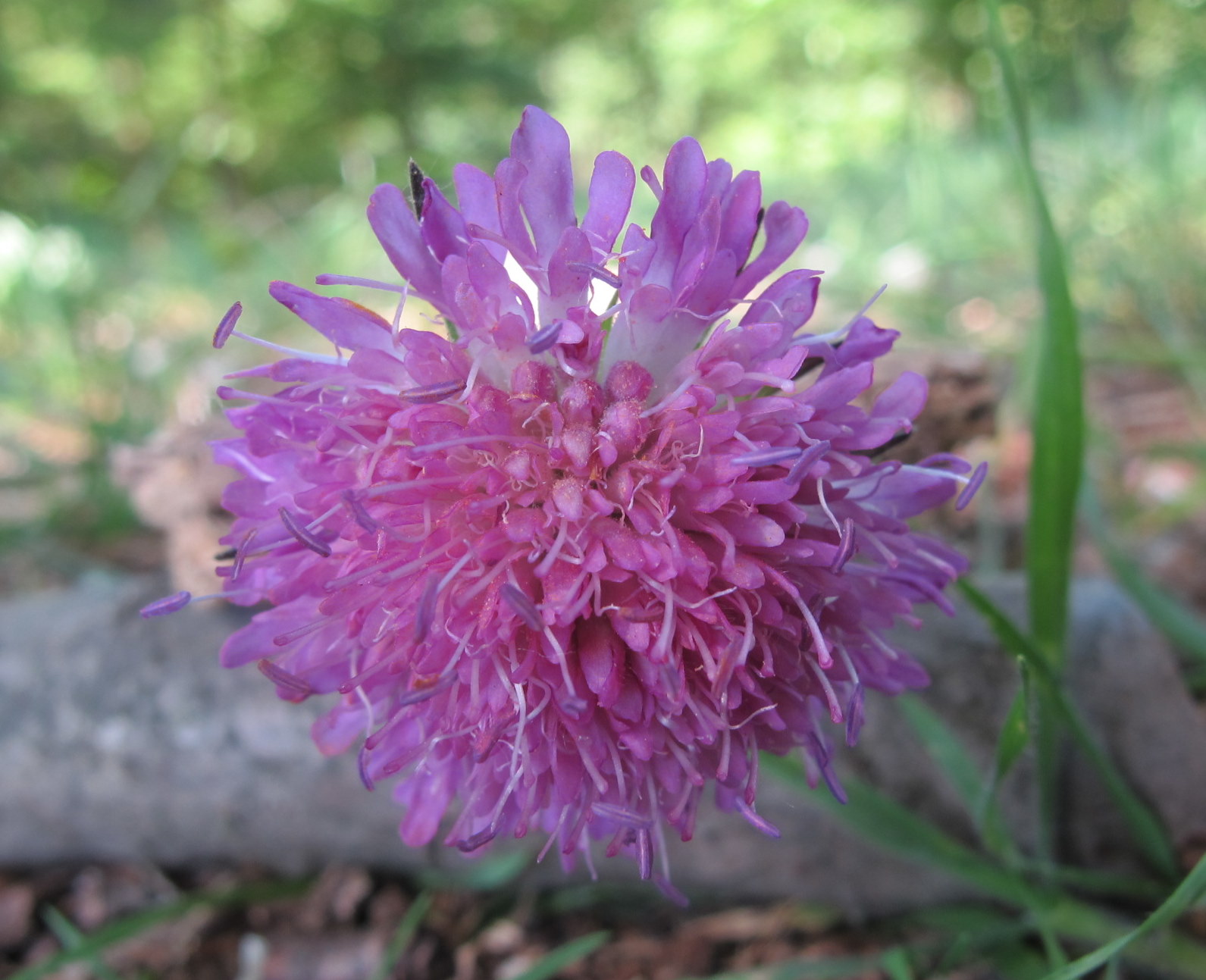 FLORA NEL SALENTO e.. anche altrove: Knautia arvensis (L.) Coult ...