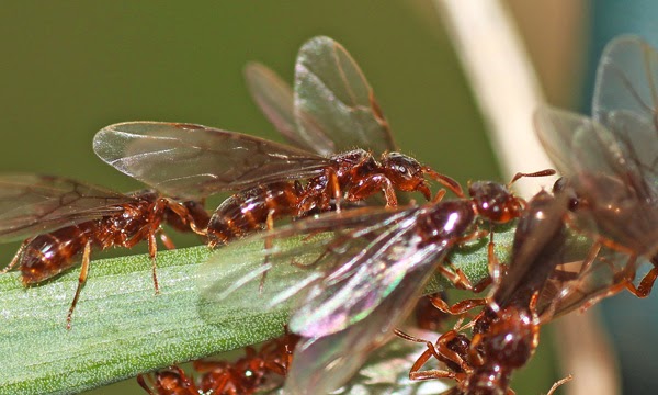 bug bug bug : Smaller Yellow Ant