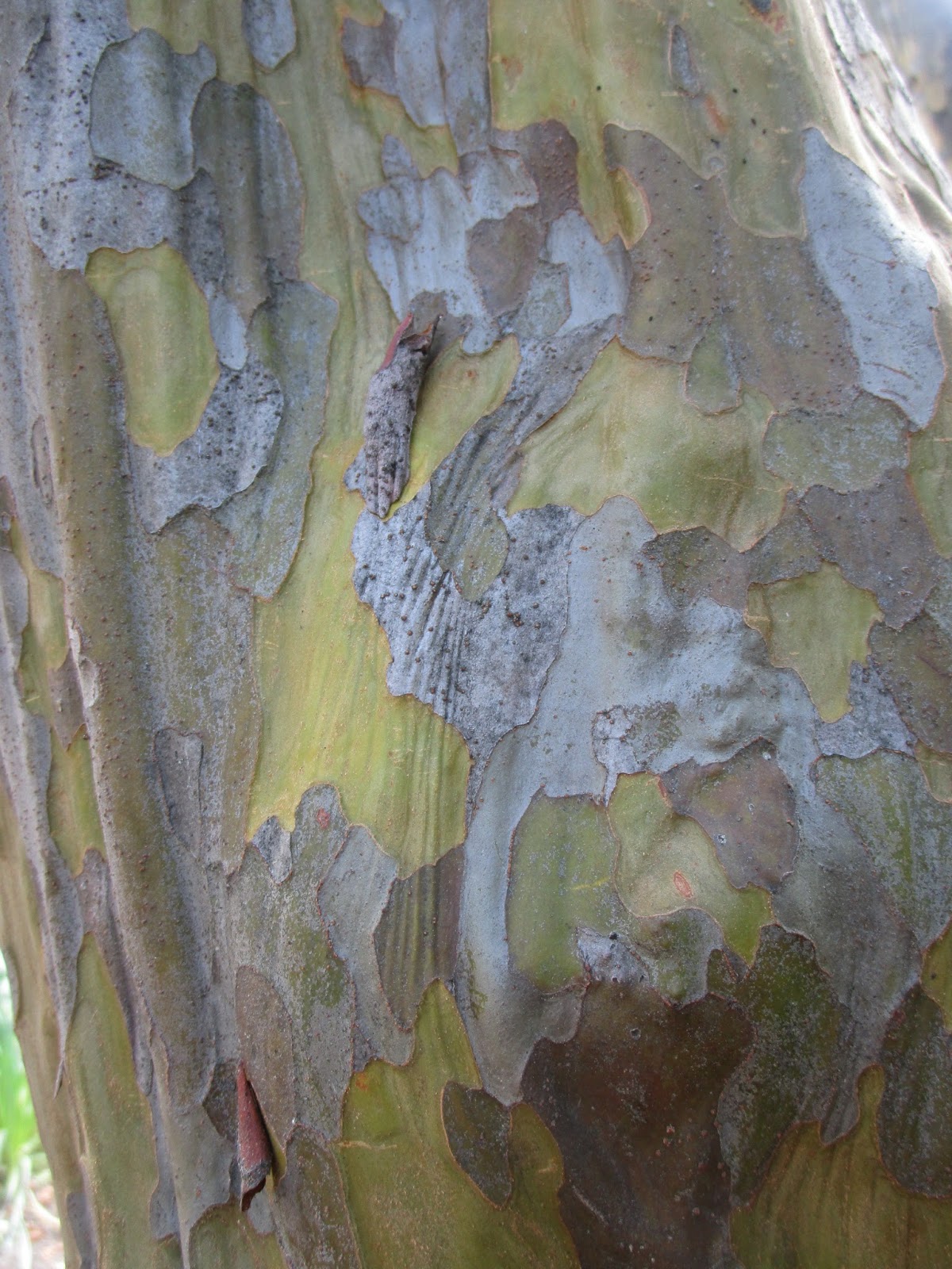 Outside Now: Chinese Quince Bark in June