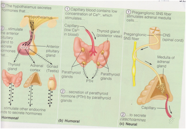 NOTA-NOTA PISMP PJ: Sistem Endokrina