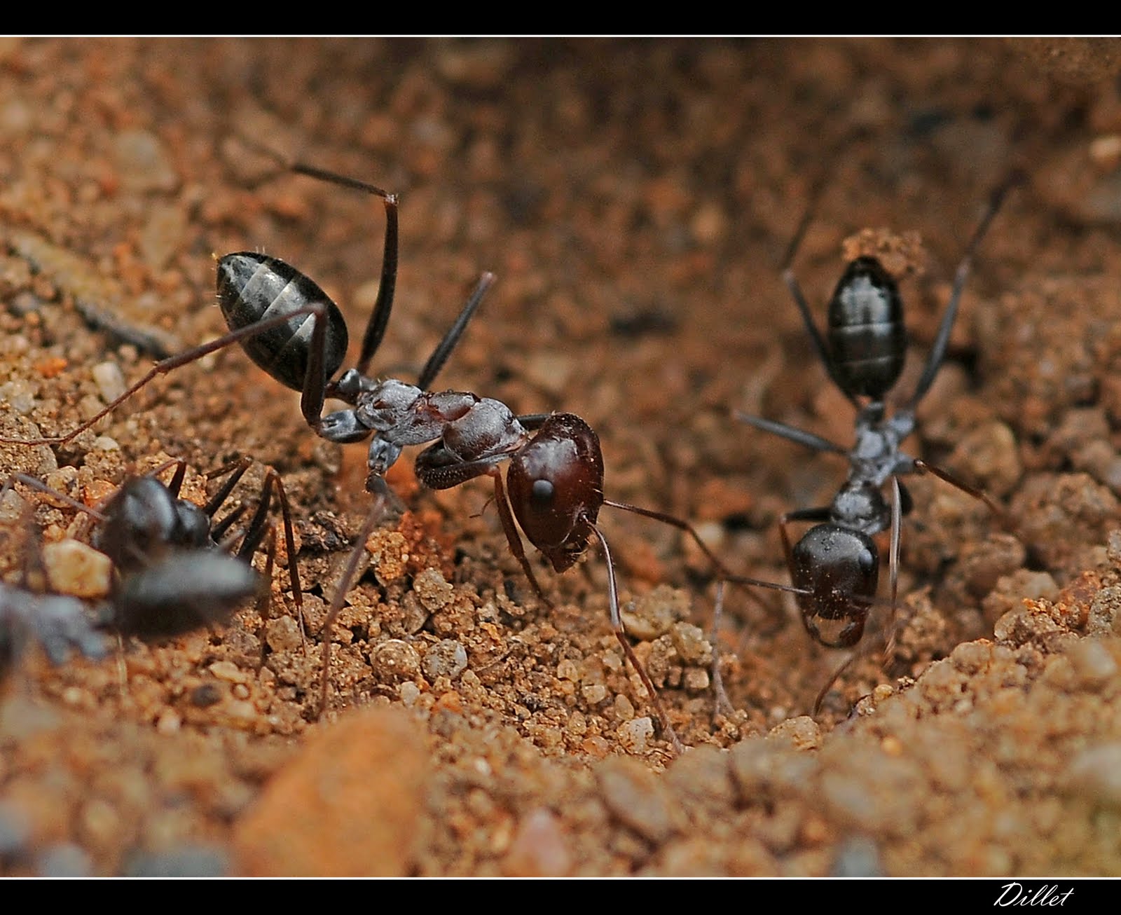 Pana - Lo que el ojo no ve: Hormigas