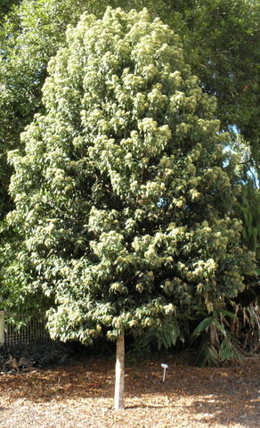 Friends of Peacehaven Botanic Park Inc.: January 2013