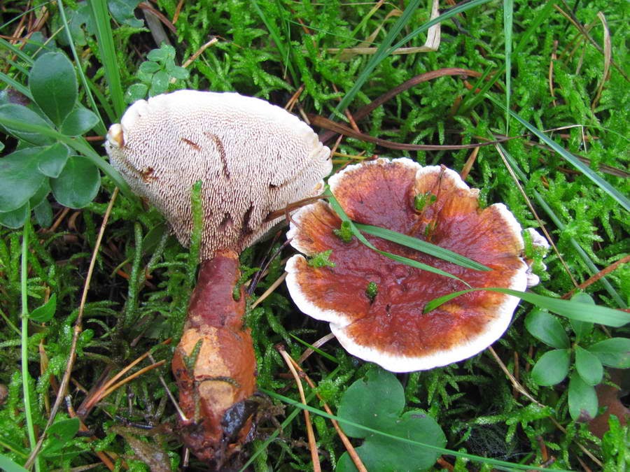 Guía de Setas y Hongos de Navarra.: Hydnellum aurantiacum (Batsch.;Fr ...