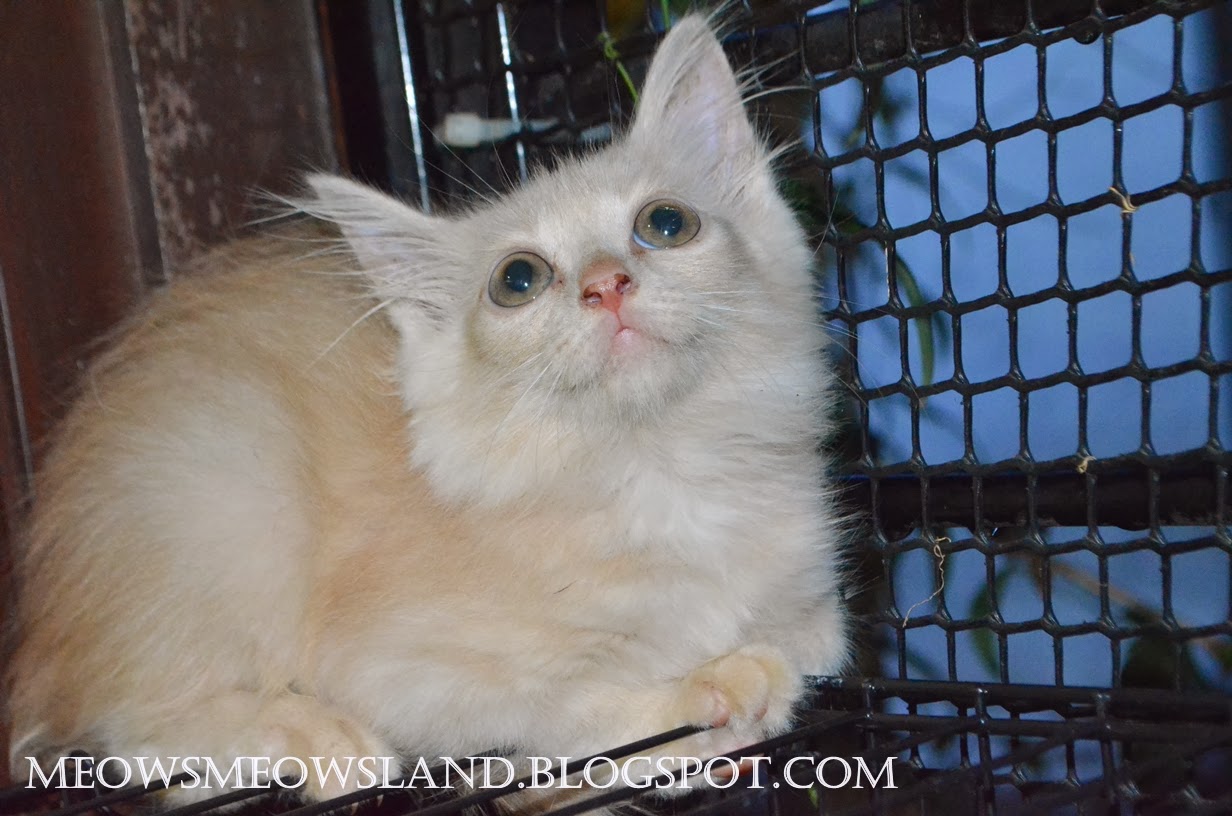 Meow Meow's Land: Mixed Breed Tabby / Himalayan Kitten (Sold)